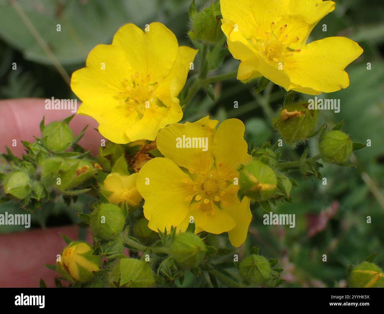 slender cinquefoil (Potentilla gracilis Stock Photo - Alamy