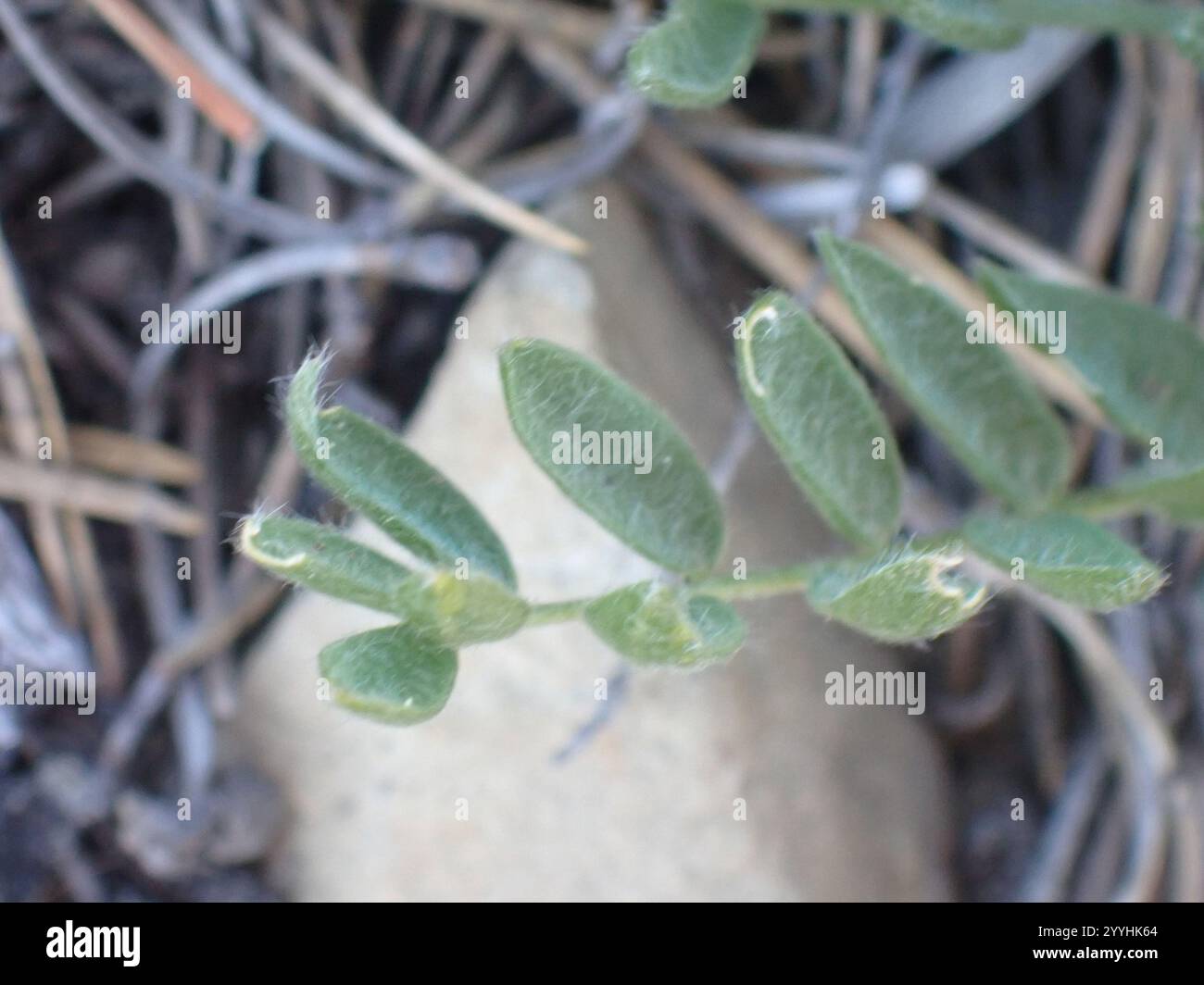 field locoweed (Oxytropis campestris Stock Photo - Alamy