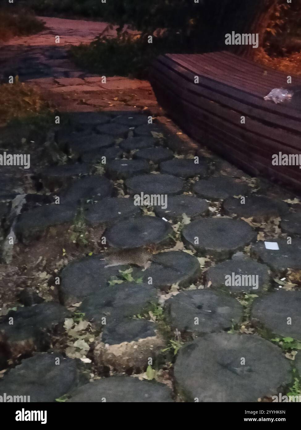 Brown Rat (Rattus norvegicus Stock Photo - Alamy