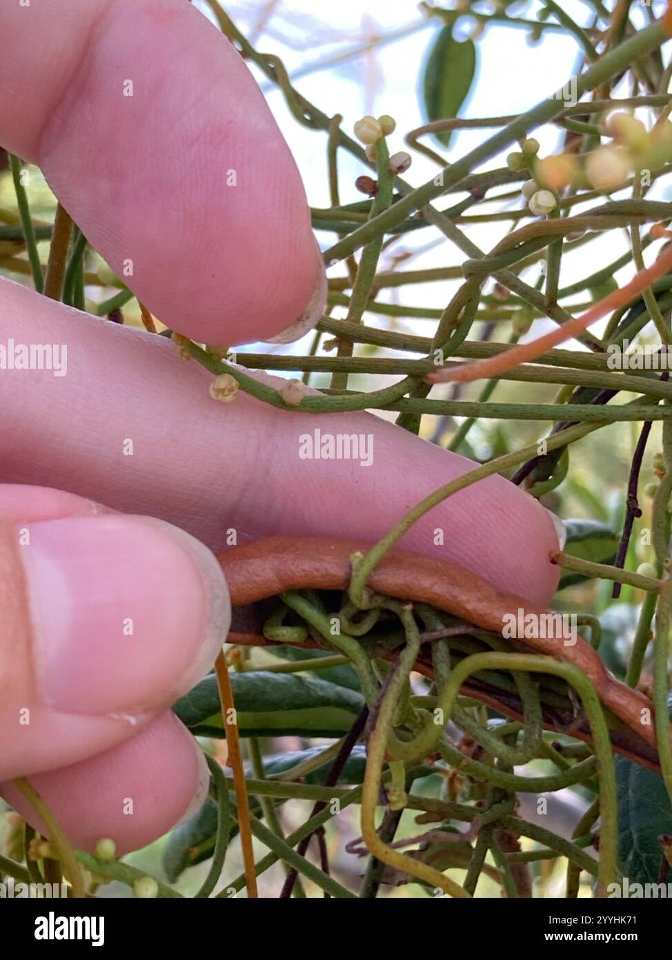 laurel dodder (Cassytha filiformis Stock Photo - Alamy