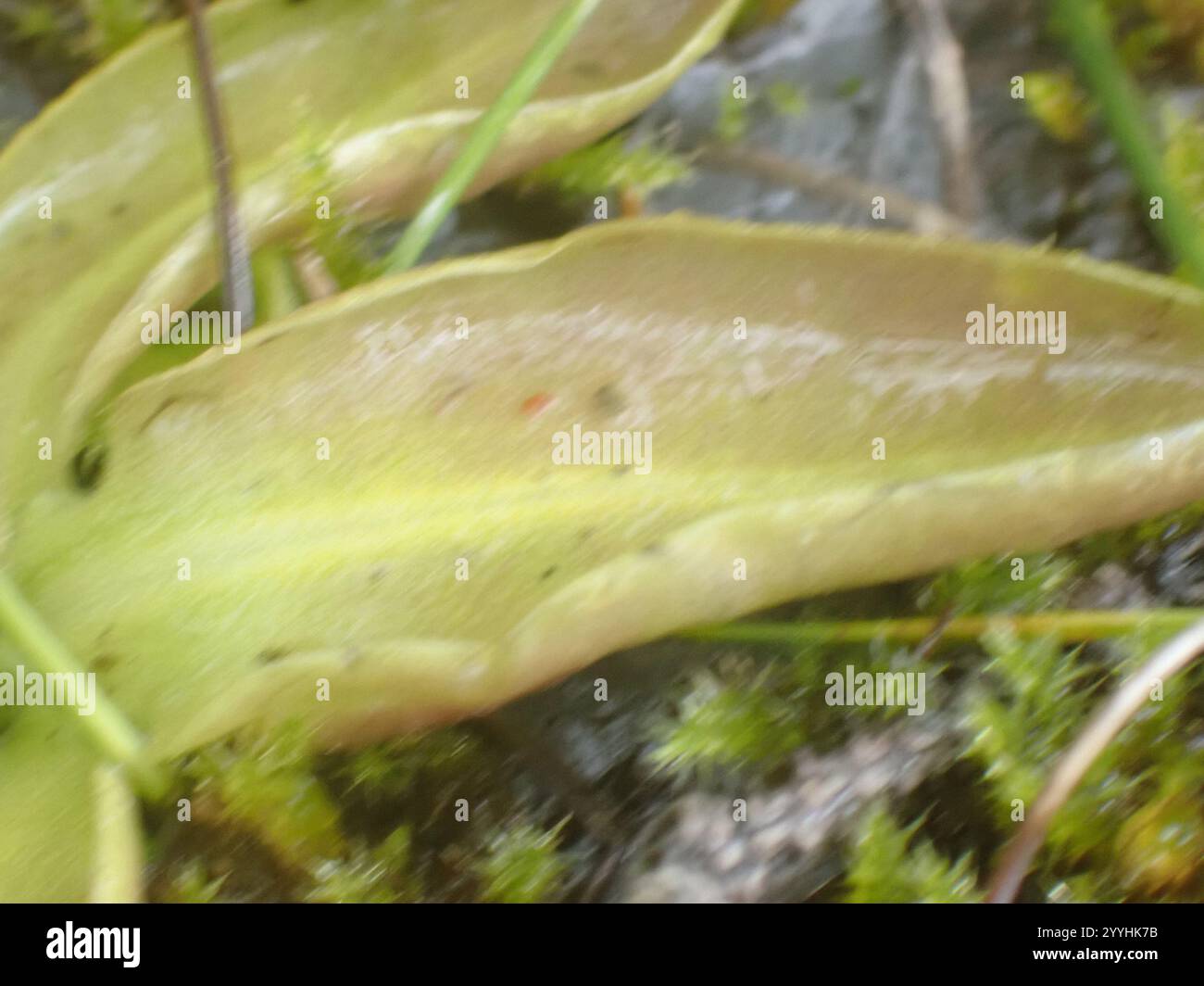 Common Butterwort (Pinguicula vulgaris Stock Photo - Alamy