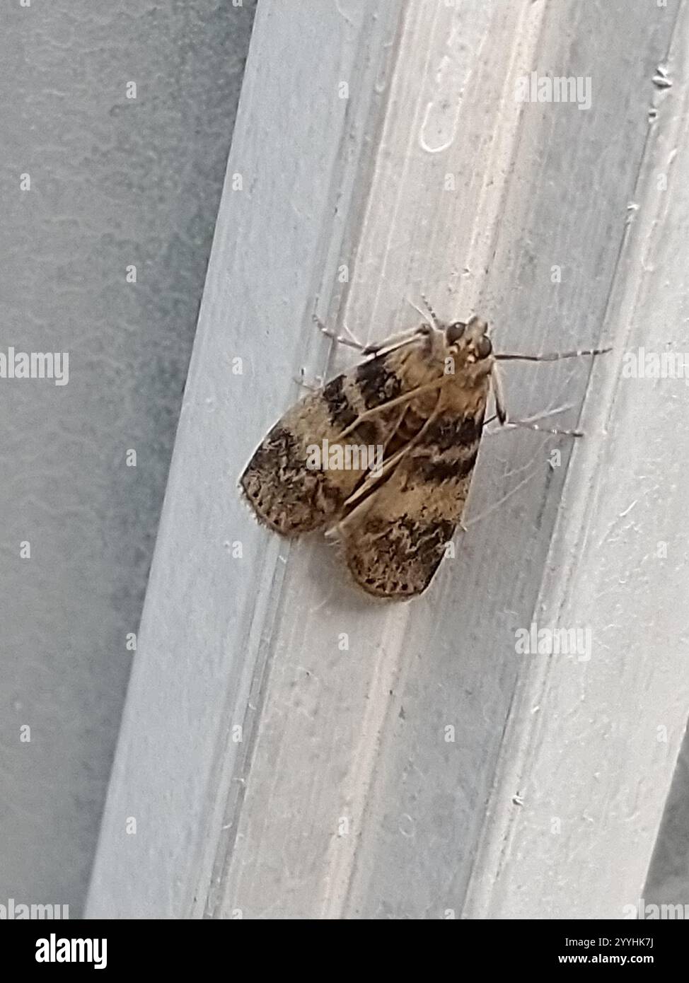 Ash-bark Knot-horn (Euzophera pinguis Stock Photo - Alamy