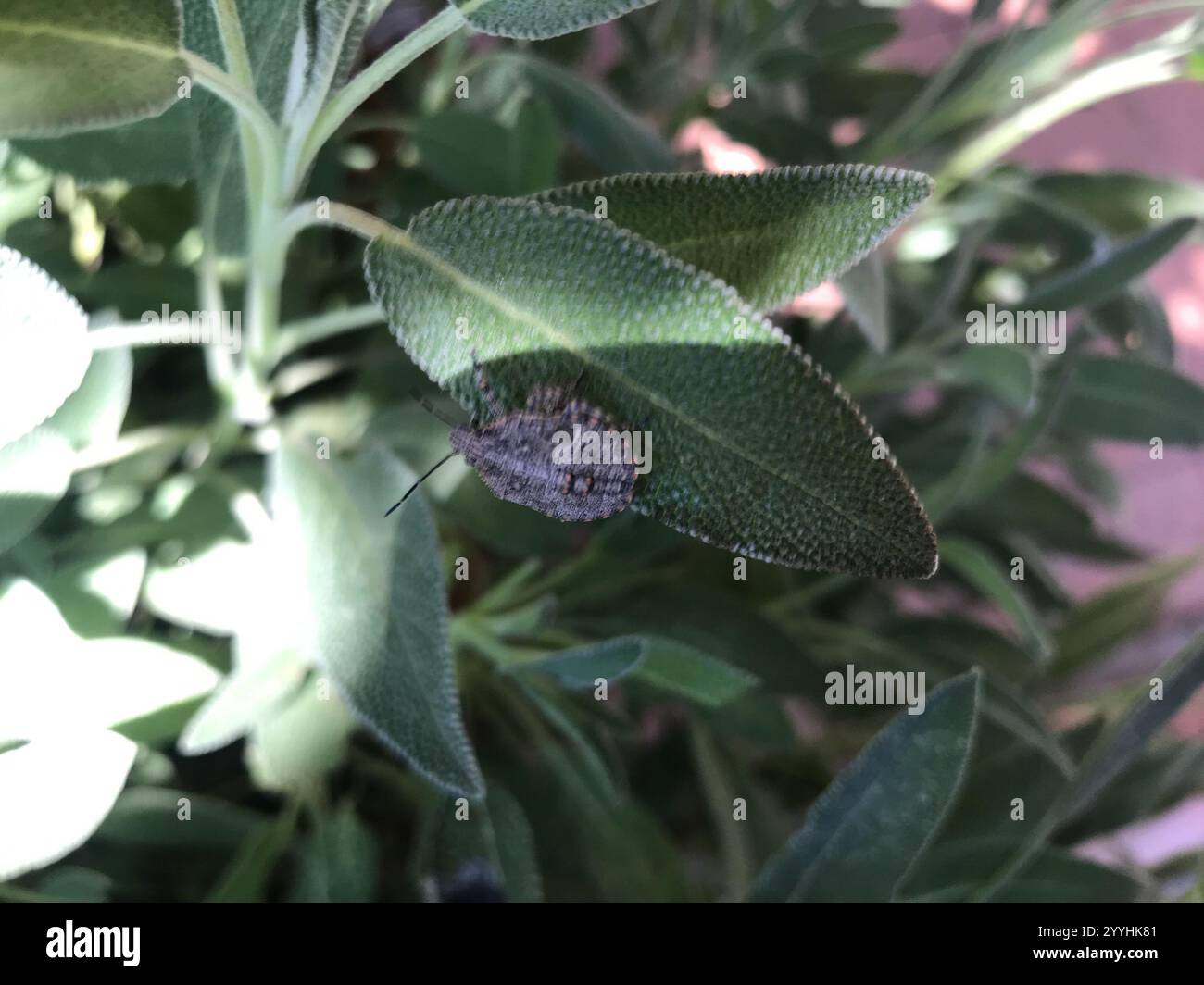 Rough Stink Bugs (Brochymena Stock Photo - Alamy