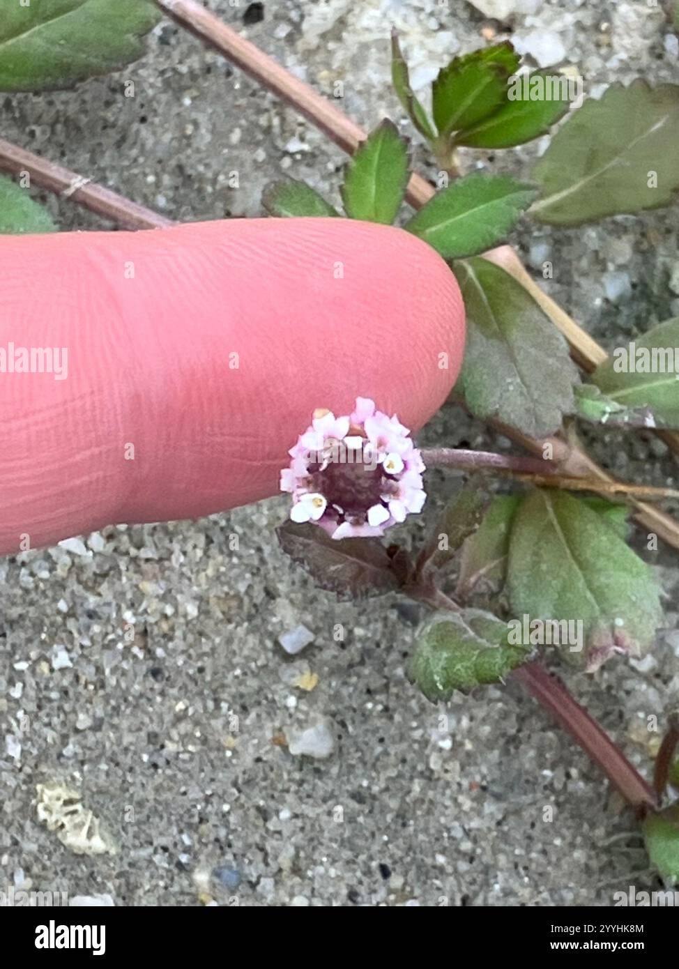 turkey tangle frogfruit (Phyla nodiflora Stock Photo - Alamy