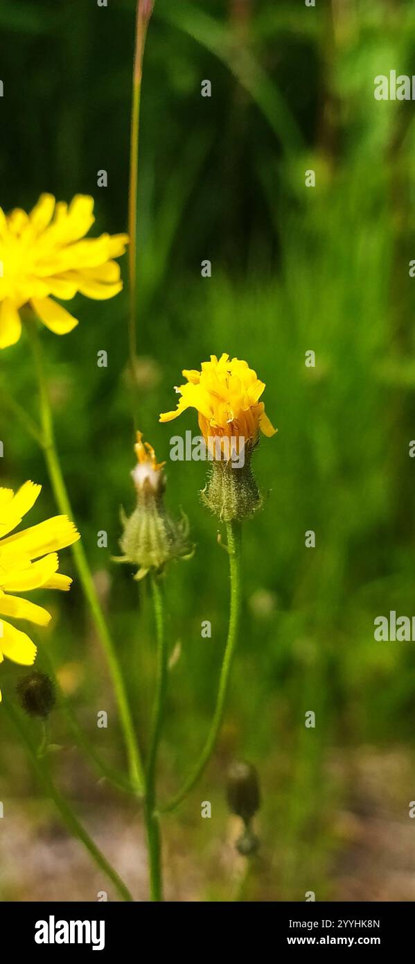 narrow-leaved hawksbeard (Crepis tectorum Stock Photo - Alamy
