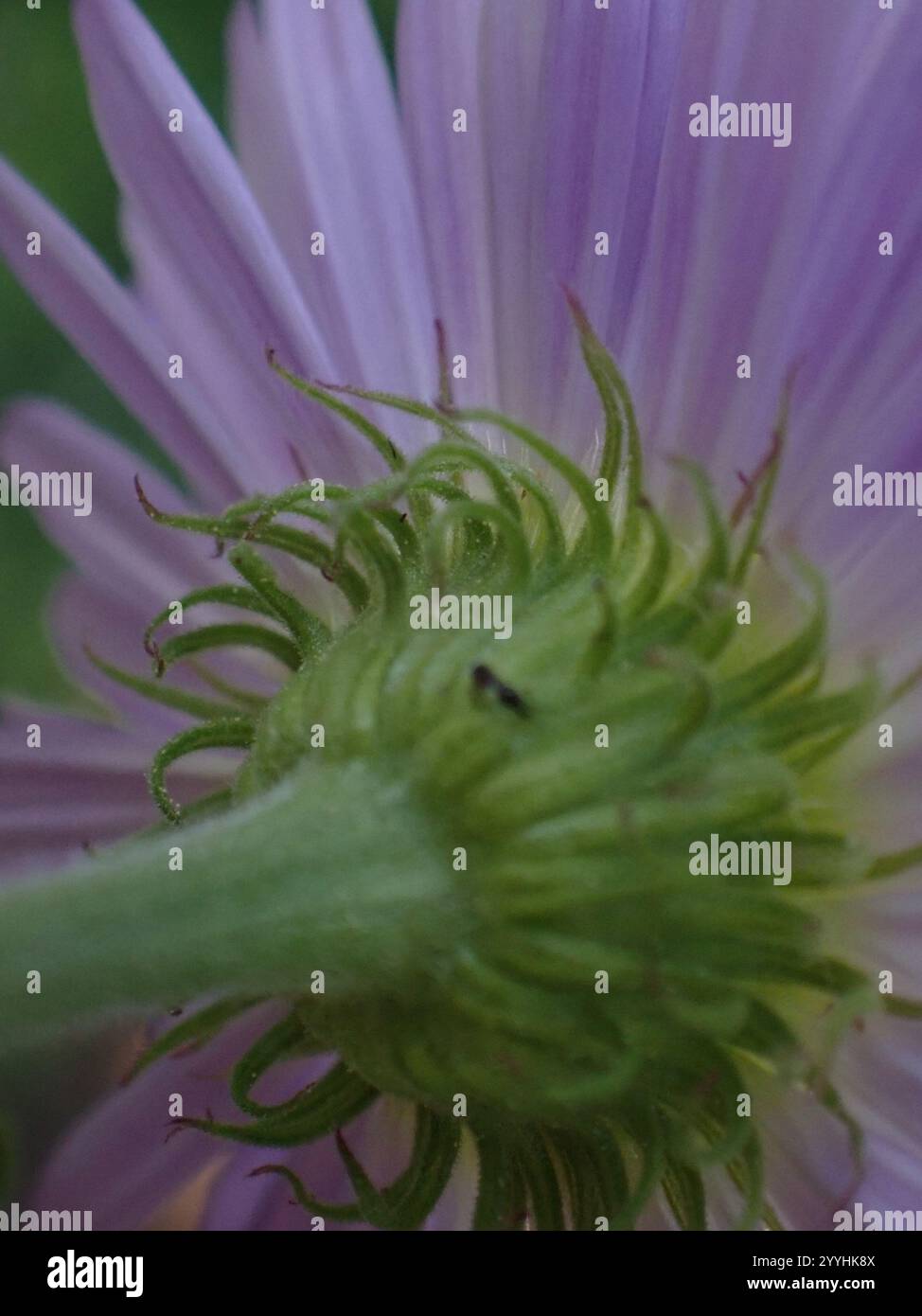 Subalpine Fleabane (Erigeron glacialis Stock Photo - Alamy
