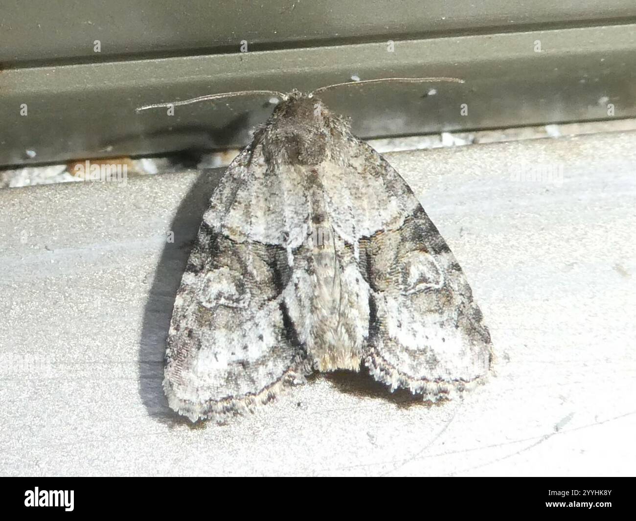 Exhausted Brocade (Neoligia exhausta Stock Photo - Alamy