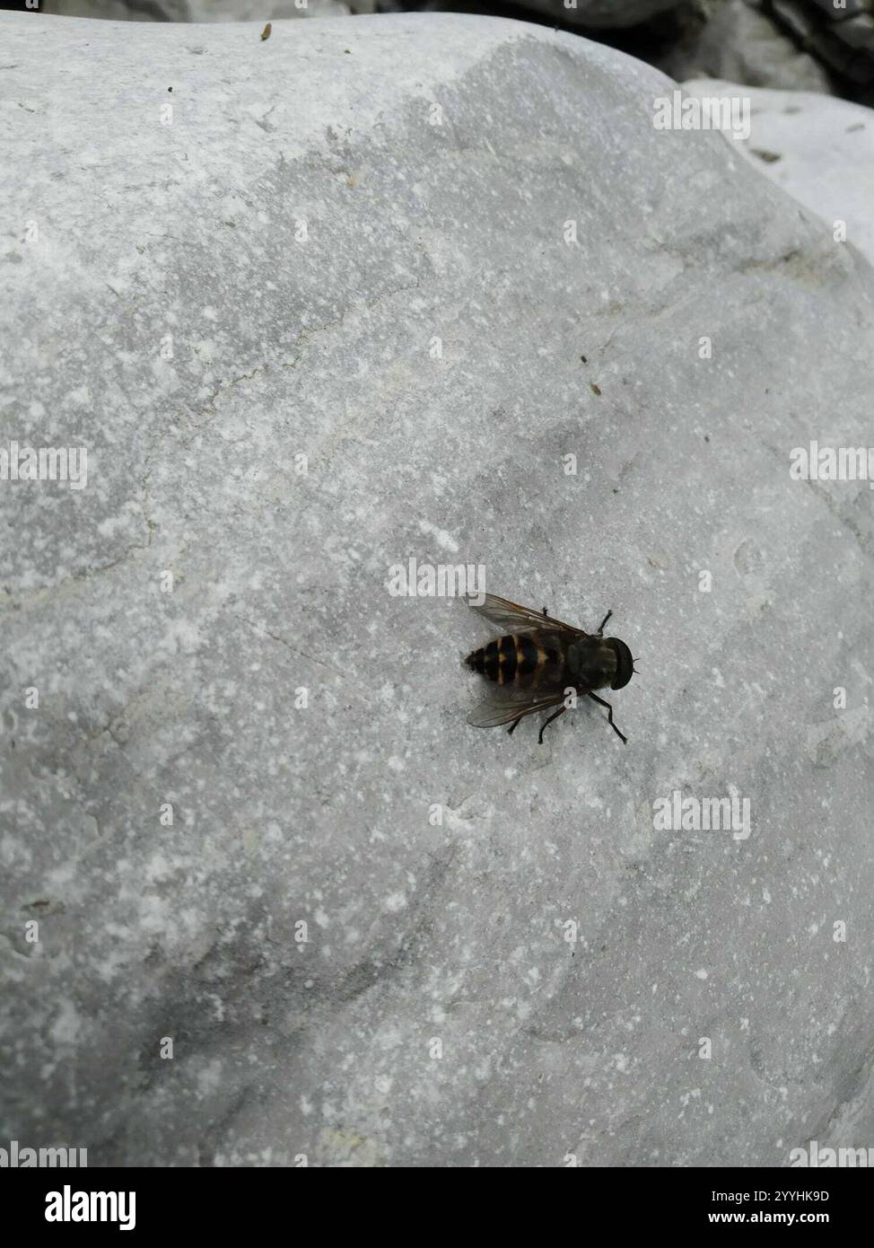 Dark Giant Horse Fly (Tabanus sudeticus Stock Photo - Alamy