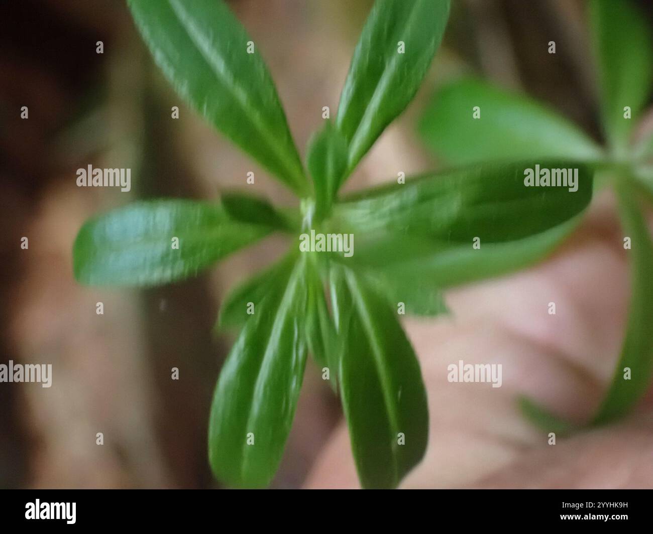 fragrant bedstraw (Galium triflorum Stock Photo - Alamy