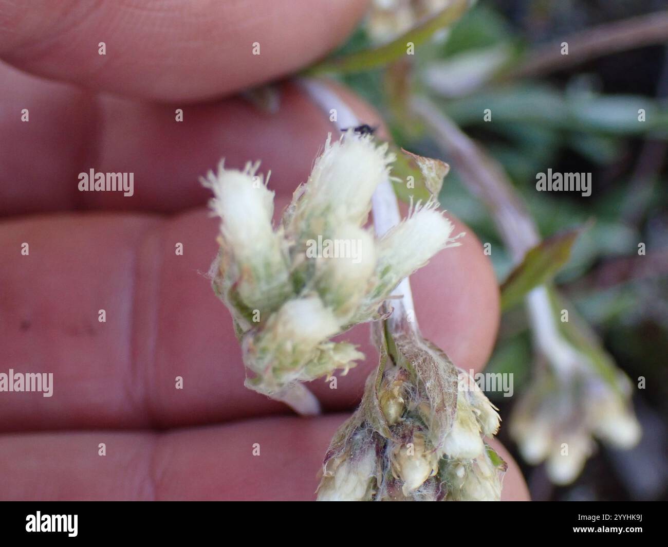 Small Pussytoes (Antennaria howellii Stock Photo - Alamy