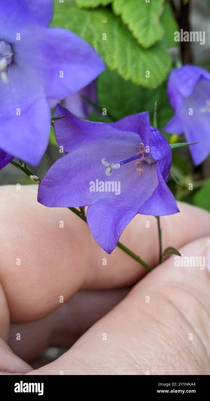 Alaskan bellflower (Campanula alaskana Stock Photo - Alamy Alaskan bellflower (Campanula alaskana Stock Photo - Alamy