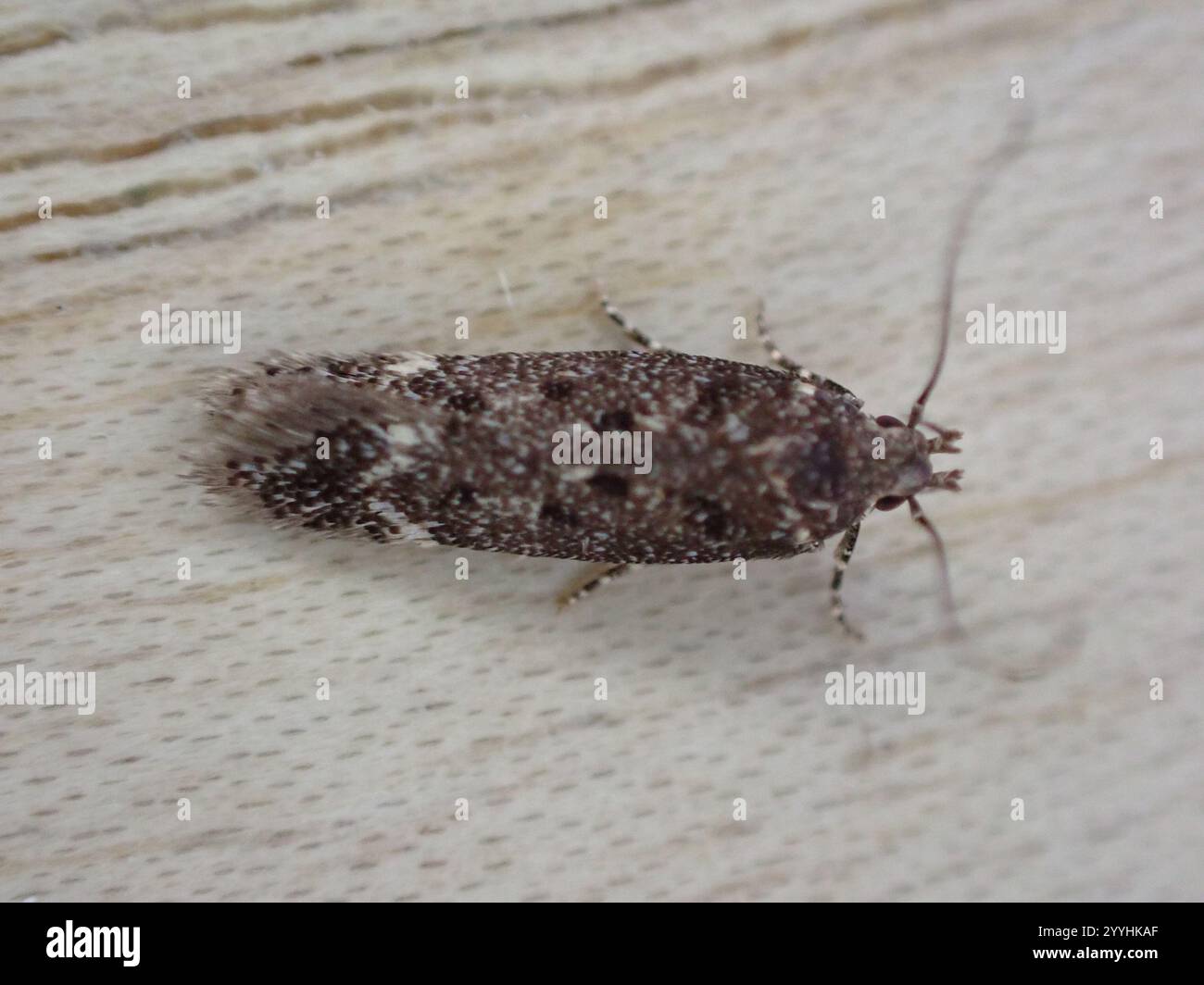Dark Groundling (Bryotropha affinis Stock Photo - Alamy