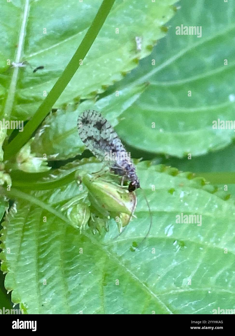 Variegated Brown Lacewing (Micromus variegatus Stock Photo - Alamy
