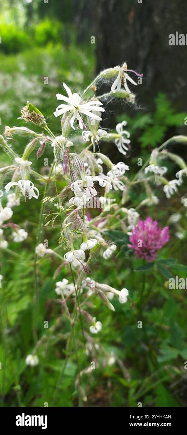 Nottingham Catchfly (Silene nutans Stock Photo - Alamy