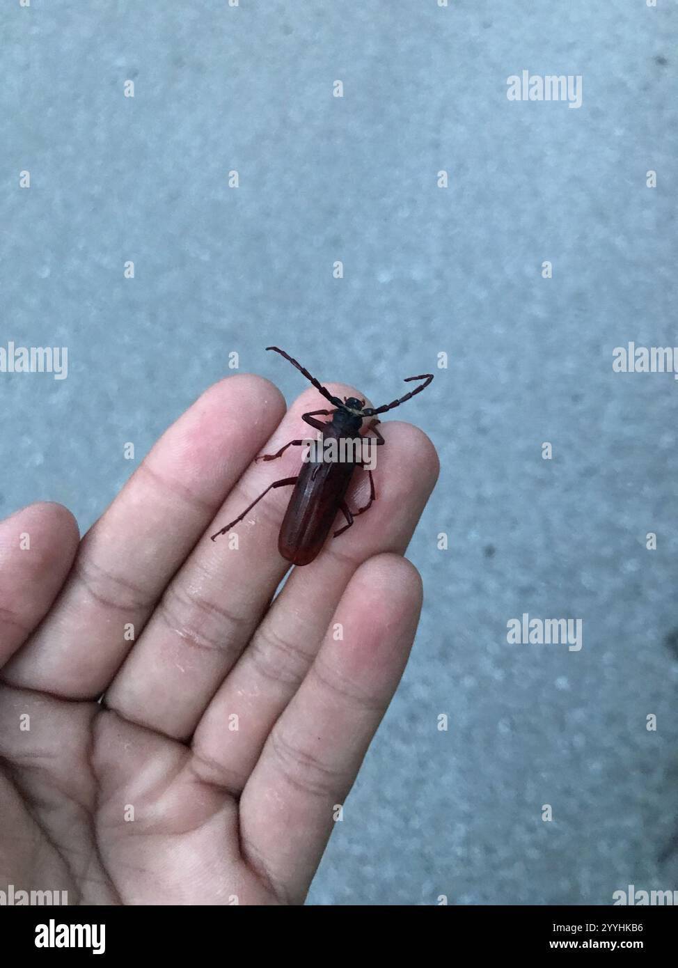 Brown Prionid (Orthosoma brunneum Stock Photo - Alamy