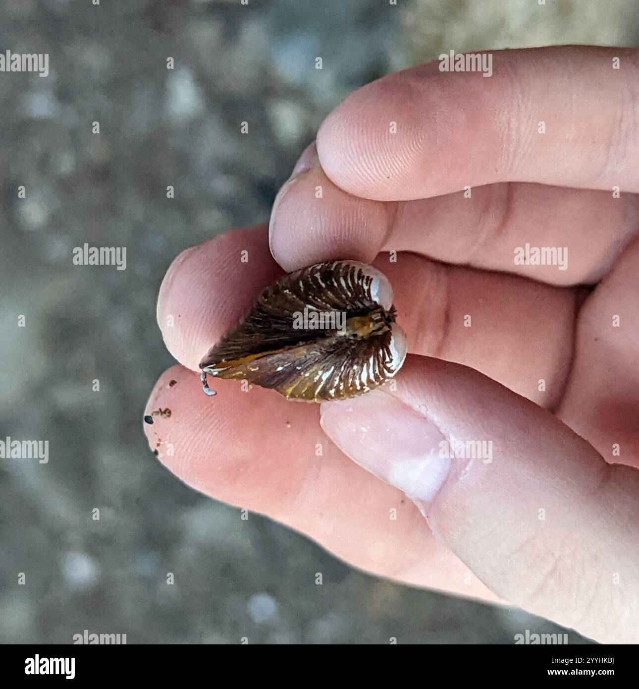 Asian Clam (Corbicula fluminea Stock Photo - Alamy