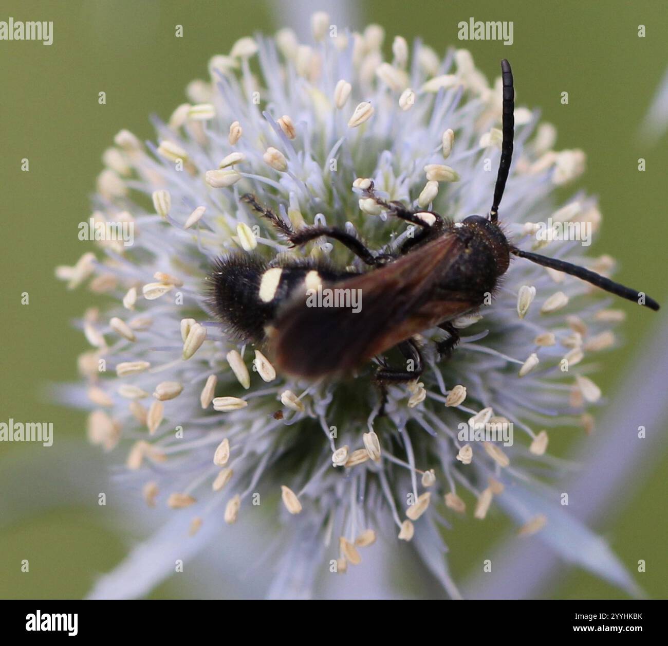 Scolia sexmaculata hi-res stock photography and images - Alamy