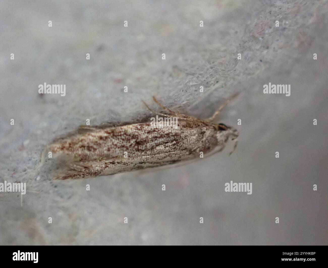 Brown House Moth (Hofmannophila pseudospretella Stock Photo - Alamy