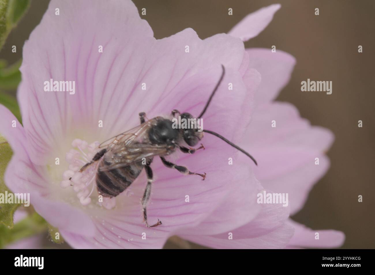 Mallow Longhorn (Tetralonia malvae Stock Photo - Alamy