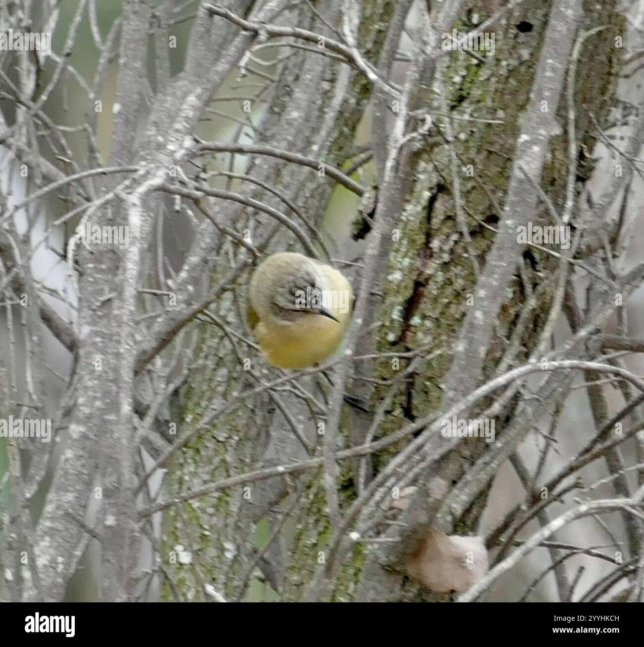 Yellow-rumped Thornbill (Acanthiza chrysorrhoa Stock Photo - Alamy