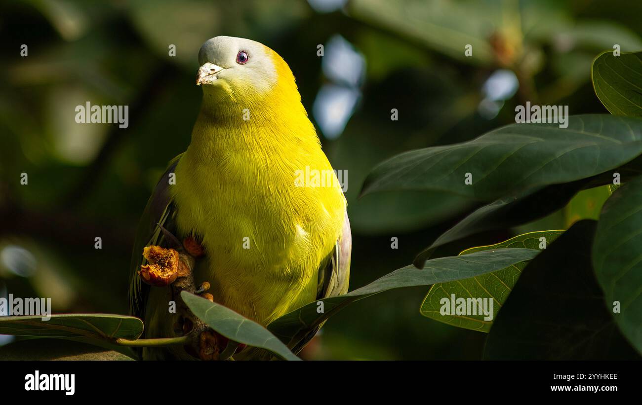 The yellow-footed green pigeon, a vibrant bird, is a common sight ...