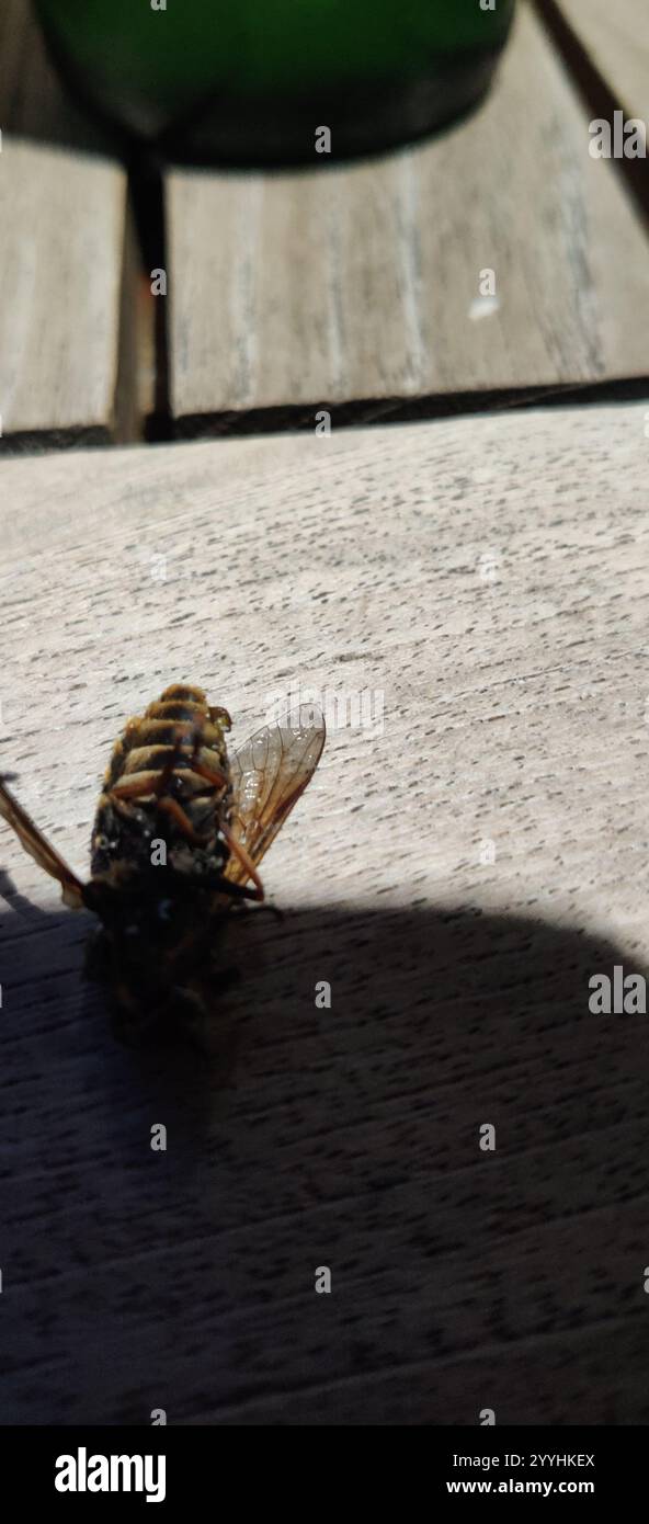 Horse and Deer Flies (Tabanidae Stock Photo - Alamy