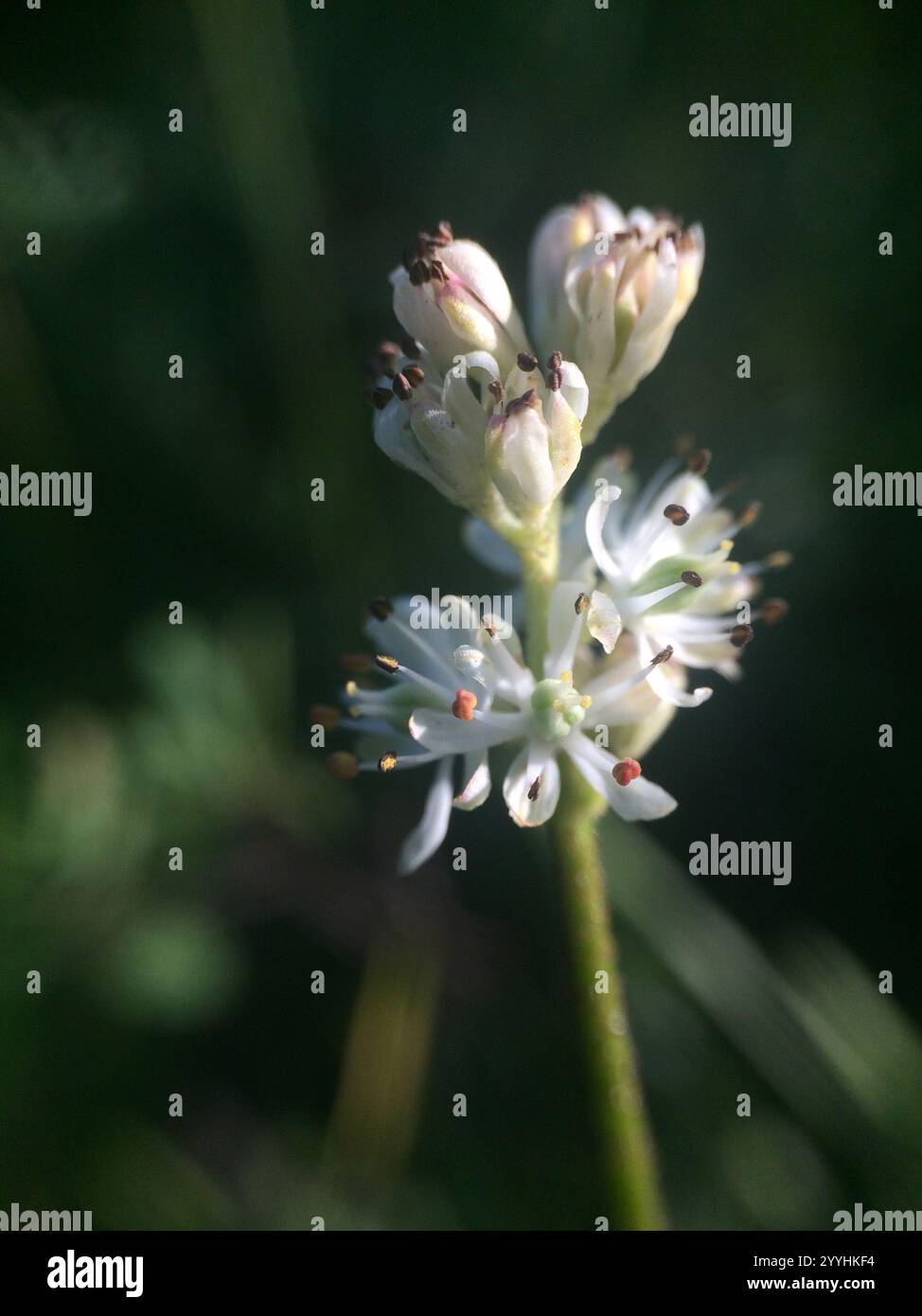 Sticky False Asphodel (Triantha glutinosa Stock Photo - Alamy