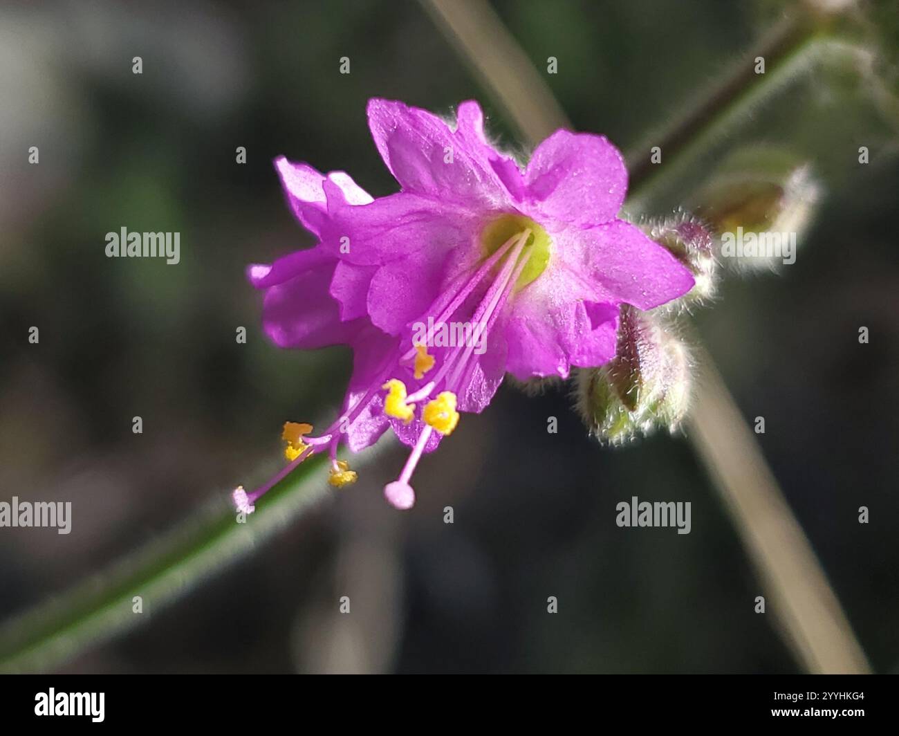 White Four o'Clock (Mirabilis albida Stock Photo - Alamy