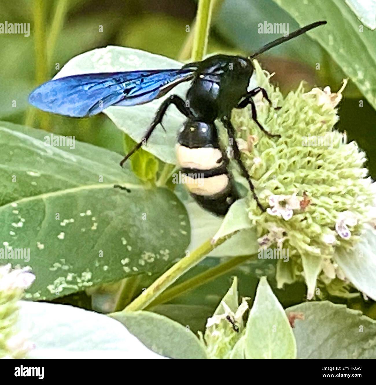 Scolia bicincta hi-res stock photography and images - Alamy