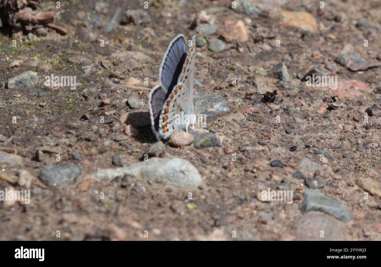 Anna's Blue (Plebejus anna Stock Photo - Alamy