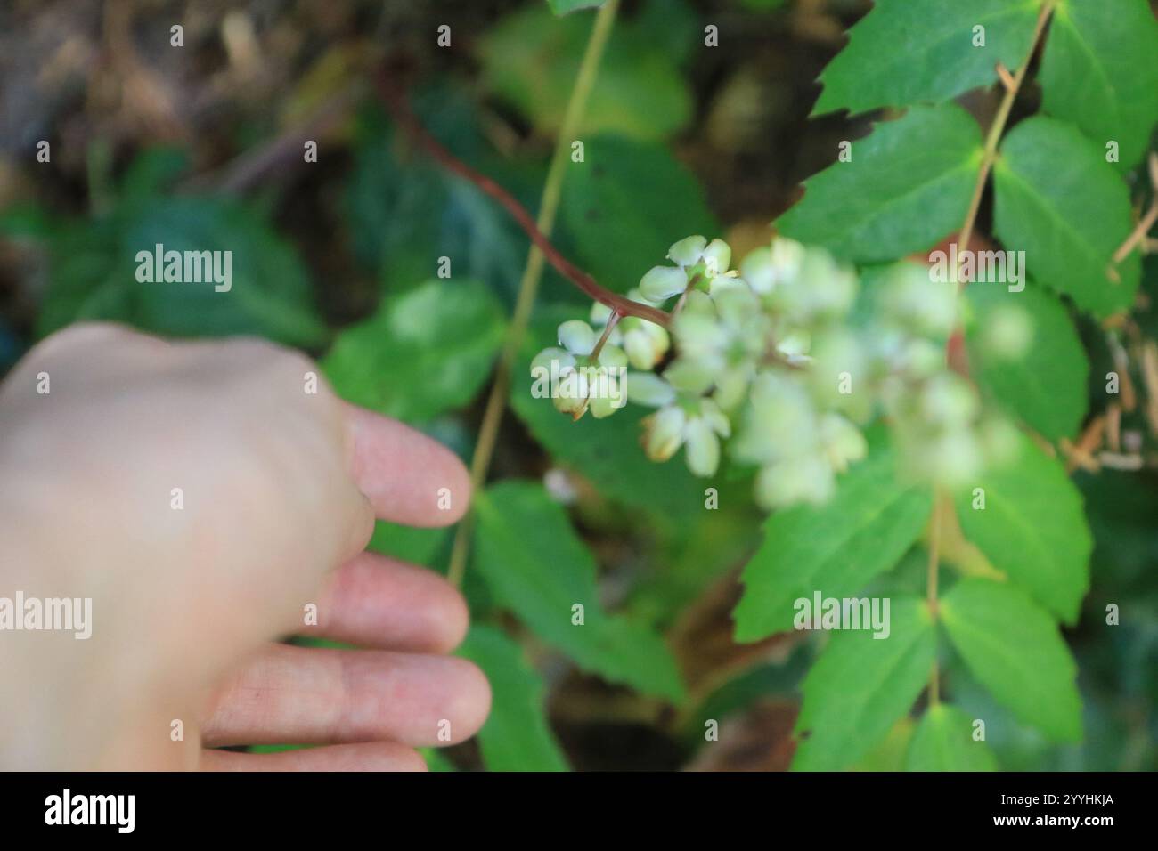 white-veined wintergreen (Pyrola picta Stock Photo - Alamy