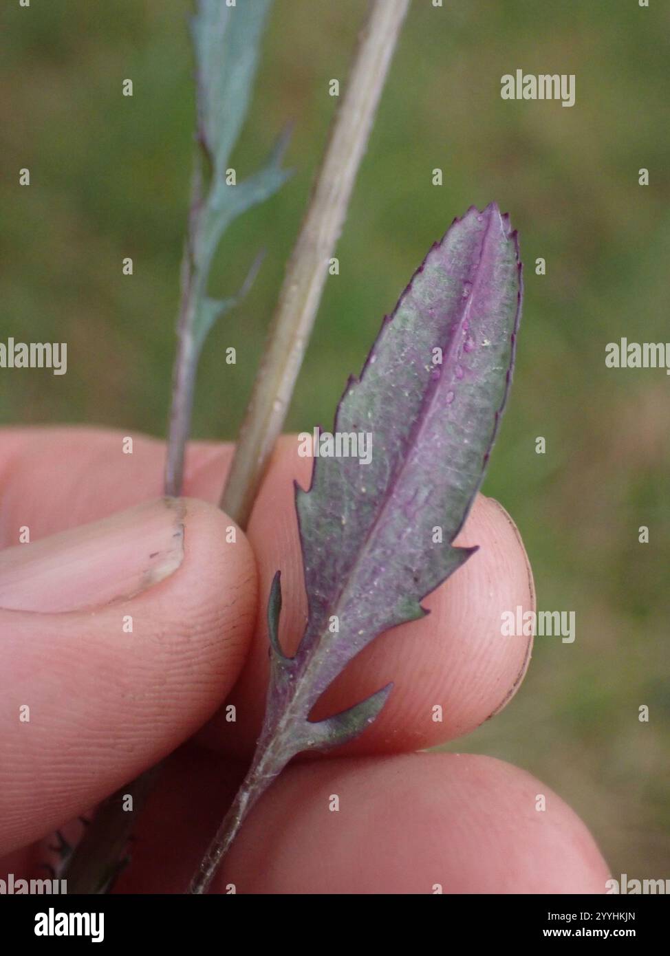 balsam ragwort (Packera paupercula Stock Photo - Alamy