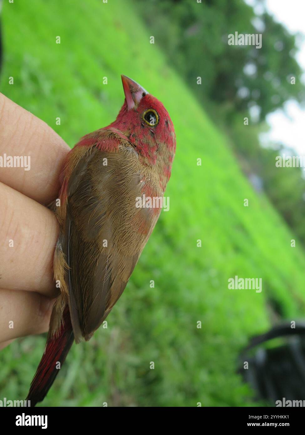 Red-billed Firefinch (Lagonosticta senegala Stock Photo - Alamy