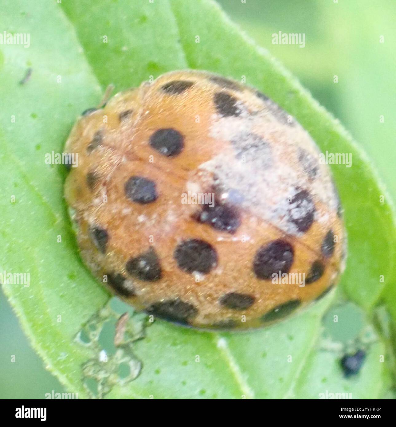 Hadda Beetle (Henosepilachna vigintioctopunctata Stock Photo - Alamy