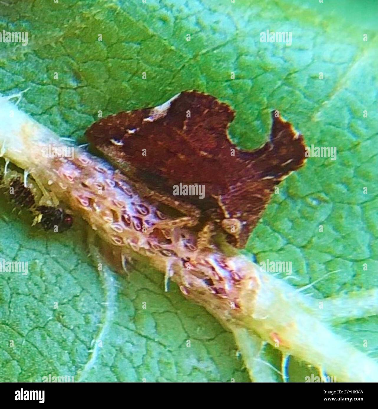 Keeled Treehopper (Entylia carinata Stock Photo - Alamy