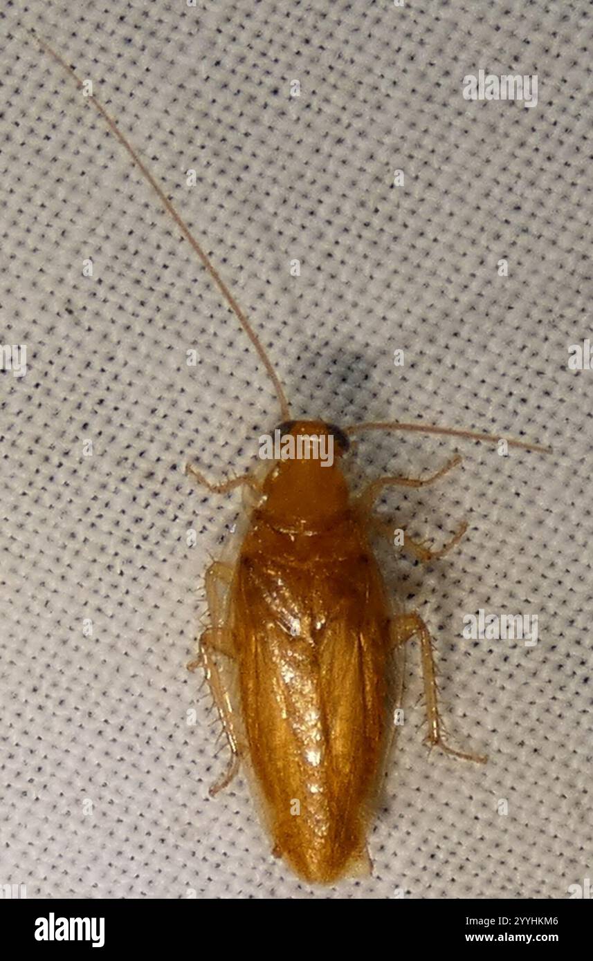 Small Yellow Texas Cockroach (Chorisoneura texensis Stock Photo - Alamy