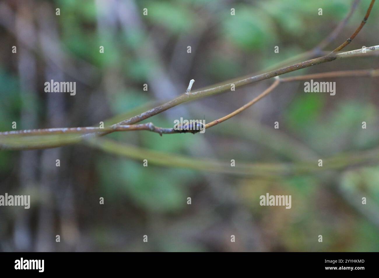 Click Beetles (Elateridae Stock Photo - Alamy
