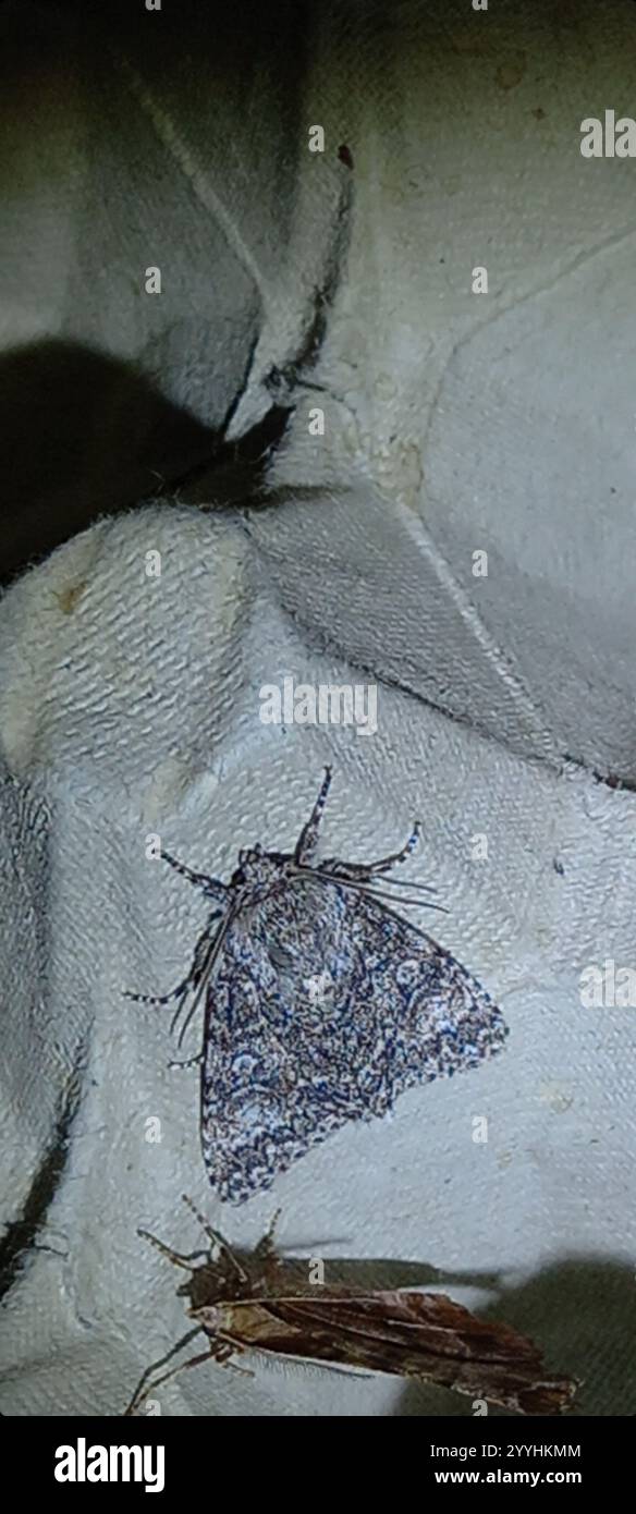 Poplar Grey (Acronicta megacephala Stock Photo - Alamy