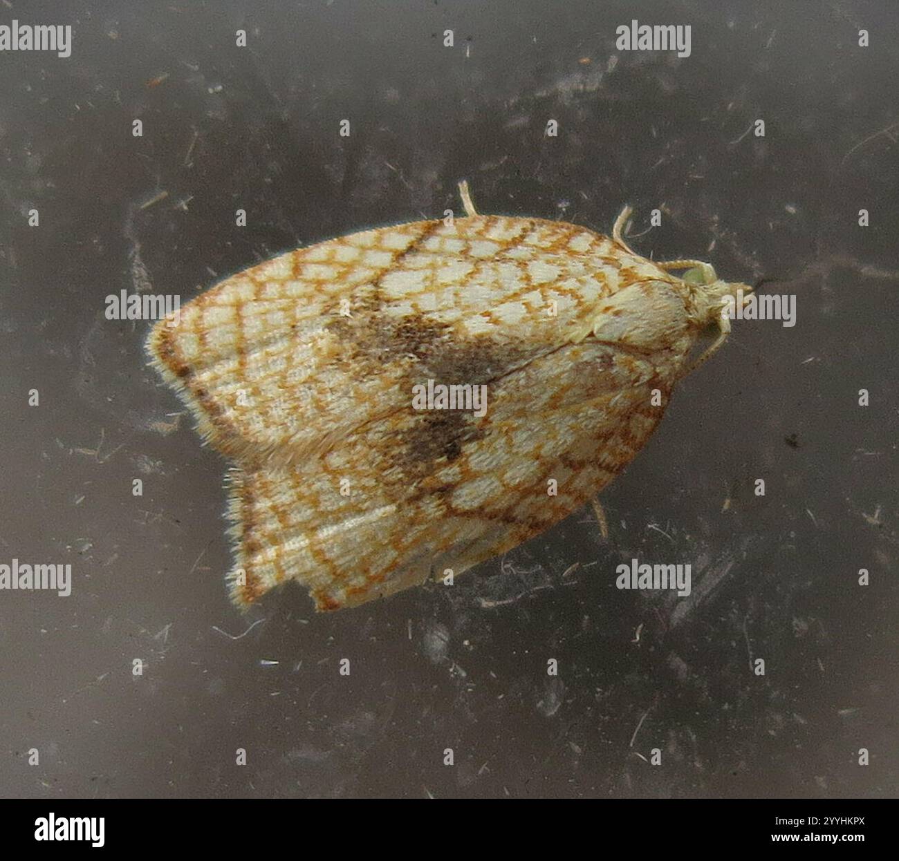Maple Leaftier Moth (Acleris forsskaleana Stock Photo - Alamy