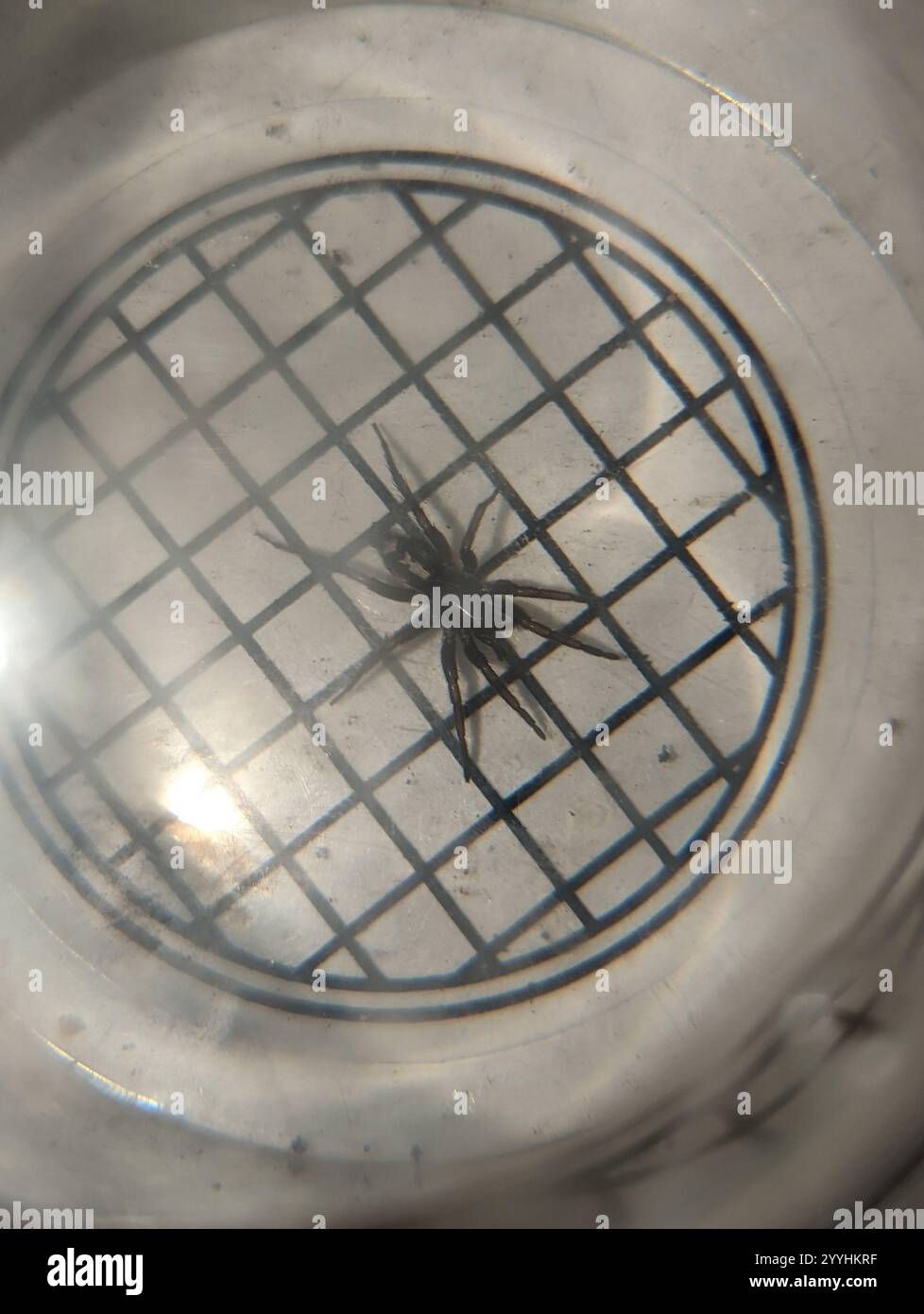 Eastern Parson Spider (Herpyllus ecclesiasticus Stock Photo - Alamy