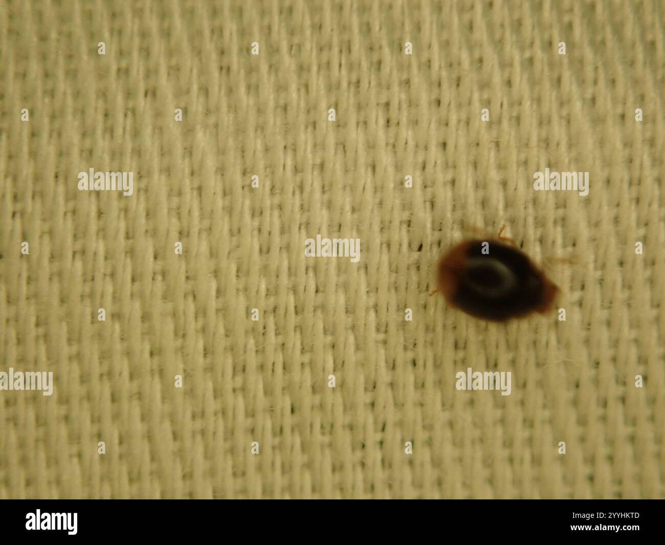 Purple Scale Predator (Rhyzobius lophanthae Stock Photo - Alamy