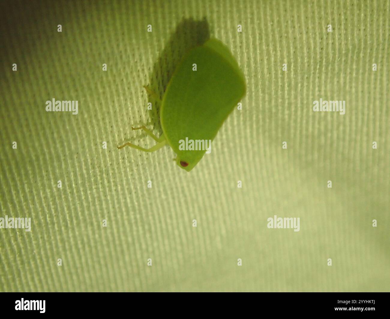 Green Cone-headed Planthopper (Acanalonia conica Stock Photo - Alamy