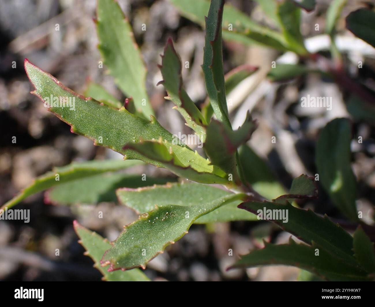 Bush Penstemon (Penstemon fruticosus Stock Photo - Alamy