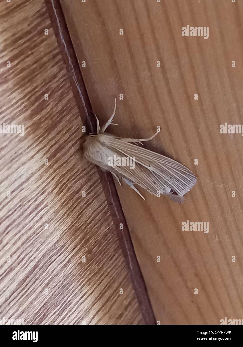 Common Wainscot (Mythimna pallens Stock Photo - Alamy