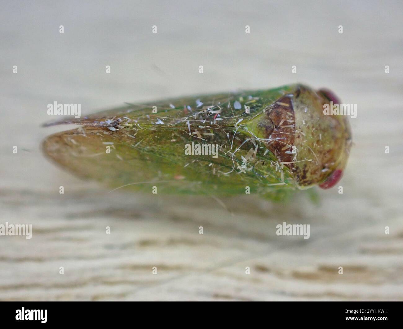 oak leafhopper (Iassus lanio Stock Photo - Alamy