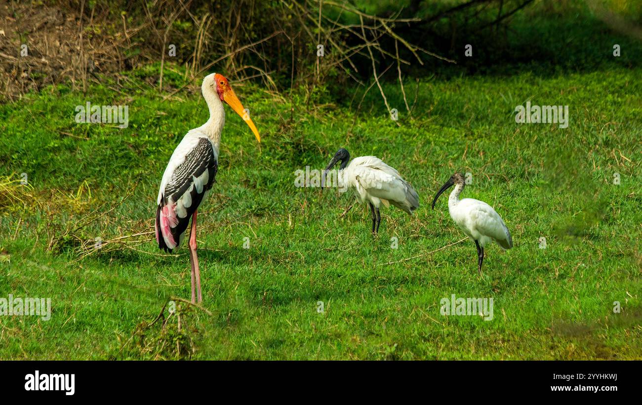 The painted stork, a large wading bird, is easily recognizable by its ...