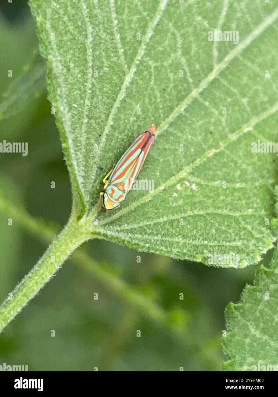 Red-banded Leafhopper (Graphocephala coccinea Stock Photo - Alamy