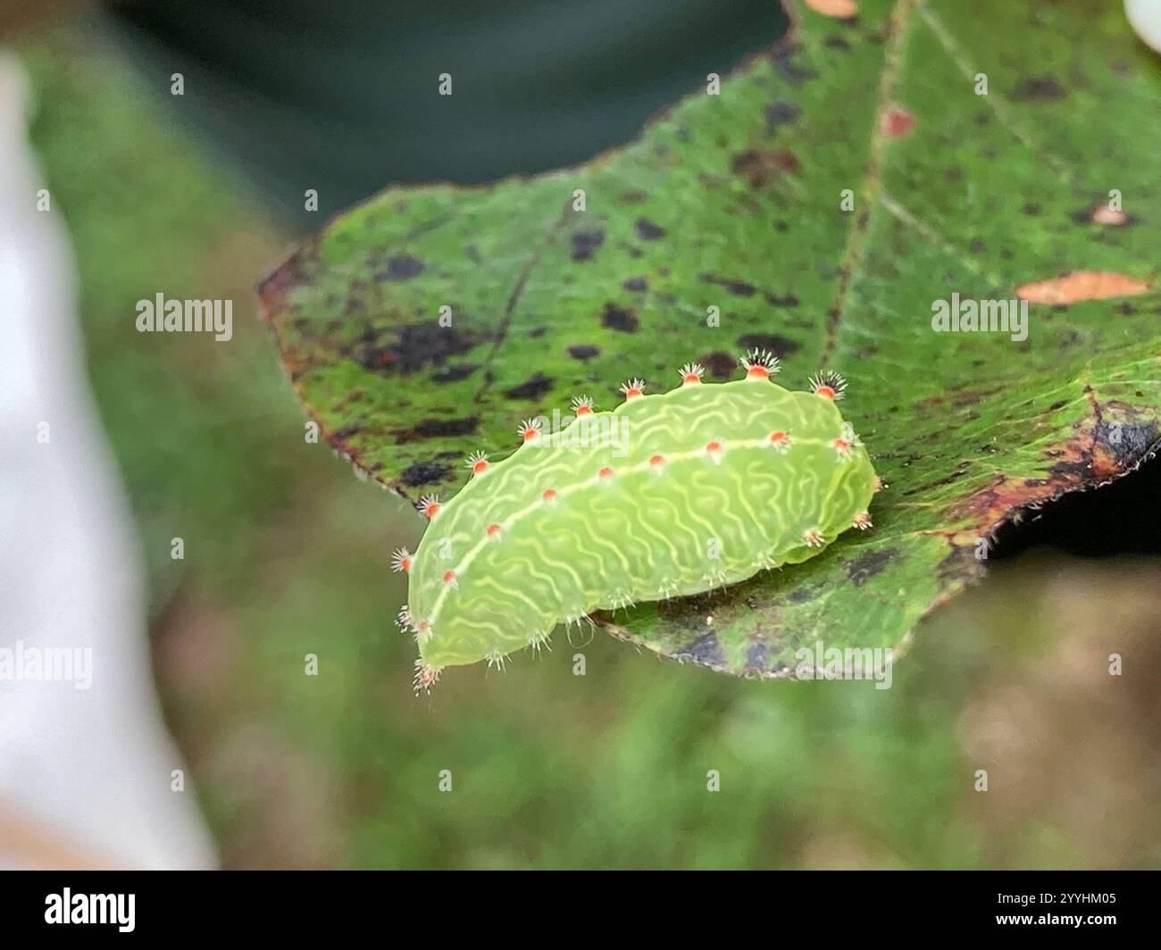 Nason's Slug Moth (Natada nasoni Stock Photo - Alamy