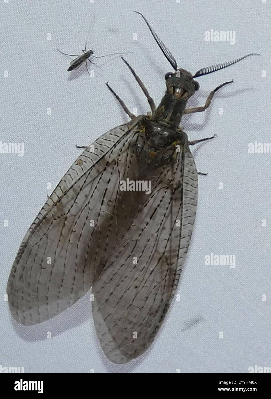 Summer fishfly hi-res stock photography and images - Alamy
