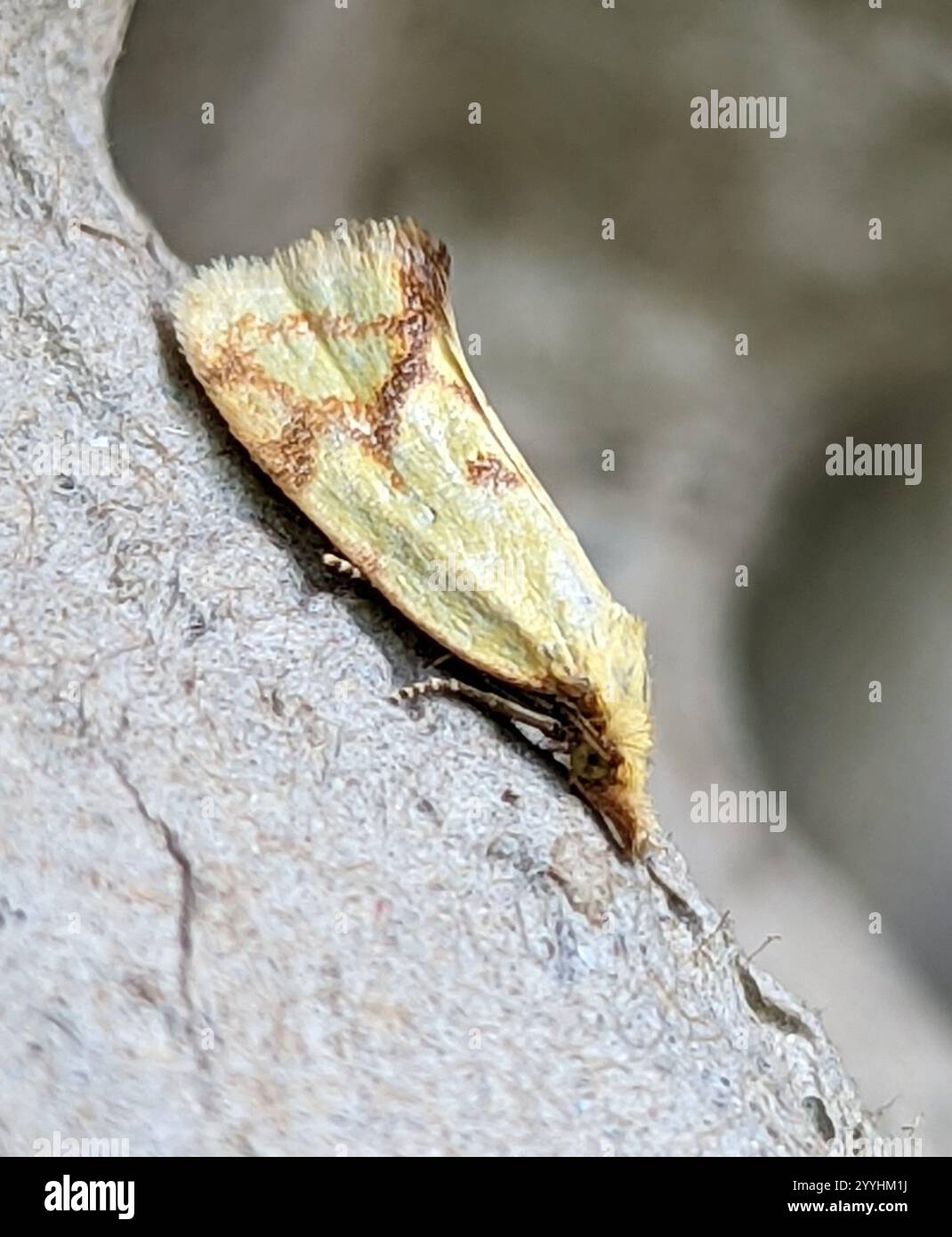 Common Yellow Conch (Agapeta hamana Stock Photo - Alamy